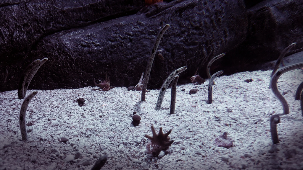 Garden Eels on Another Planet | Marine Life - Alien Planet