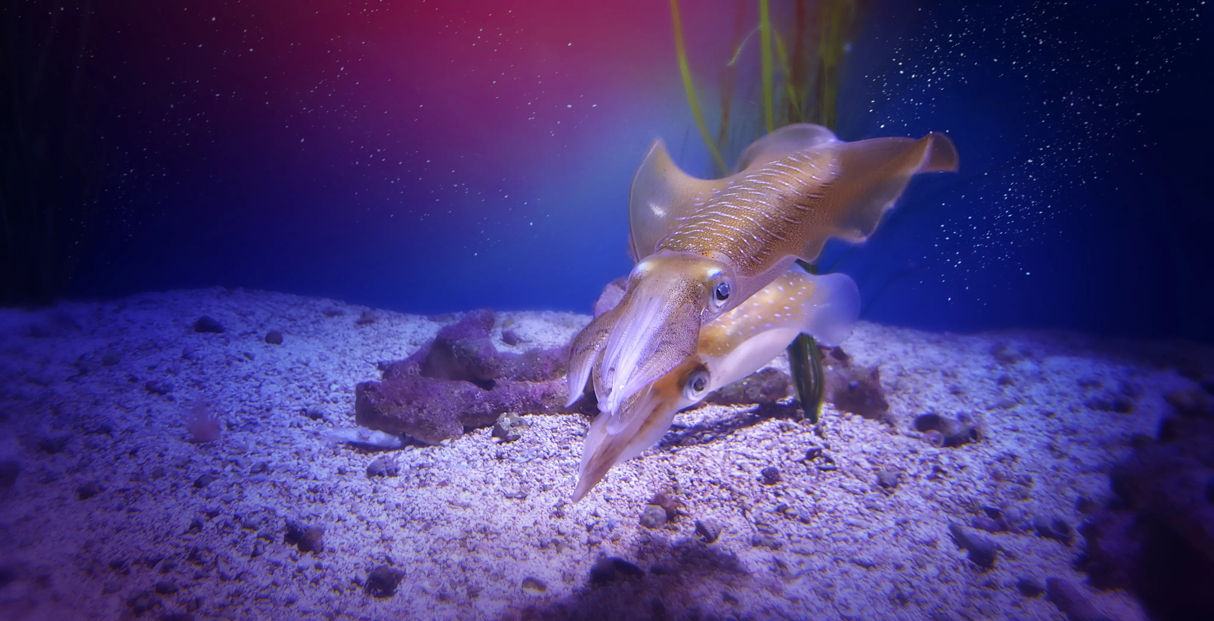 Two Cuttlefish | Marine Life - Alien Planet